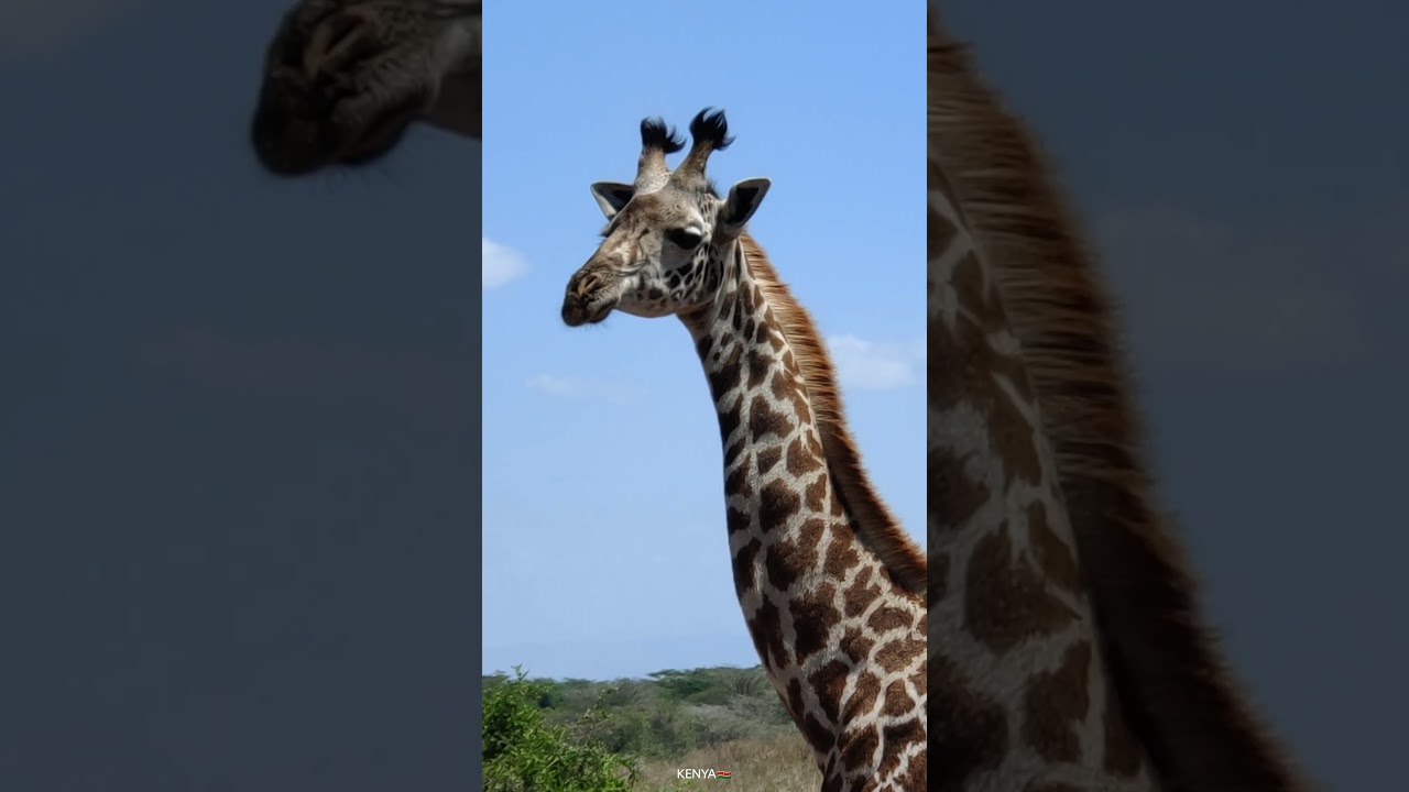 African Safari 4K - Scenic Wildlife Film With Nature sounds - YouTube