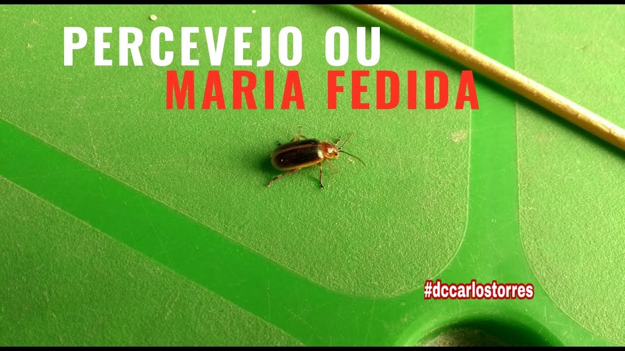 PERCEVEJO OU MARIA FEDIDA? - YouTube