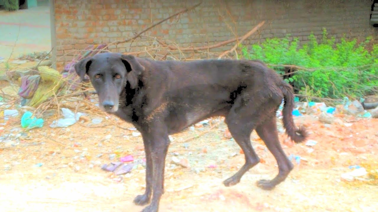 mandai dog mandai naai karumarai - YouTube