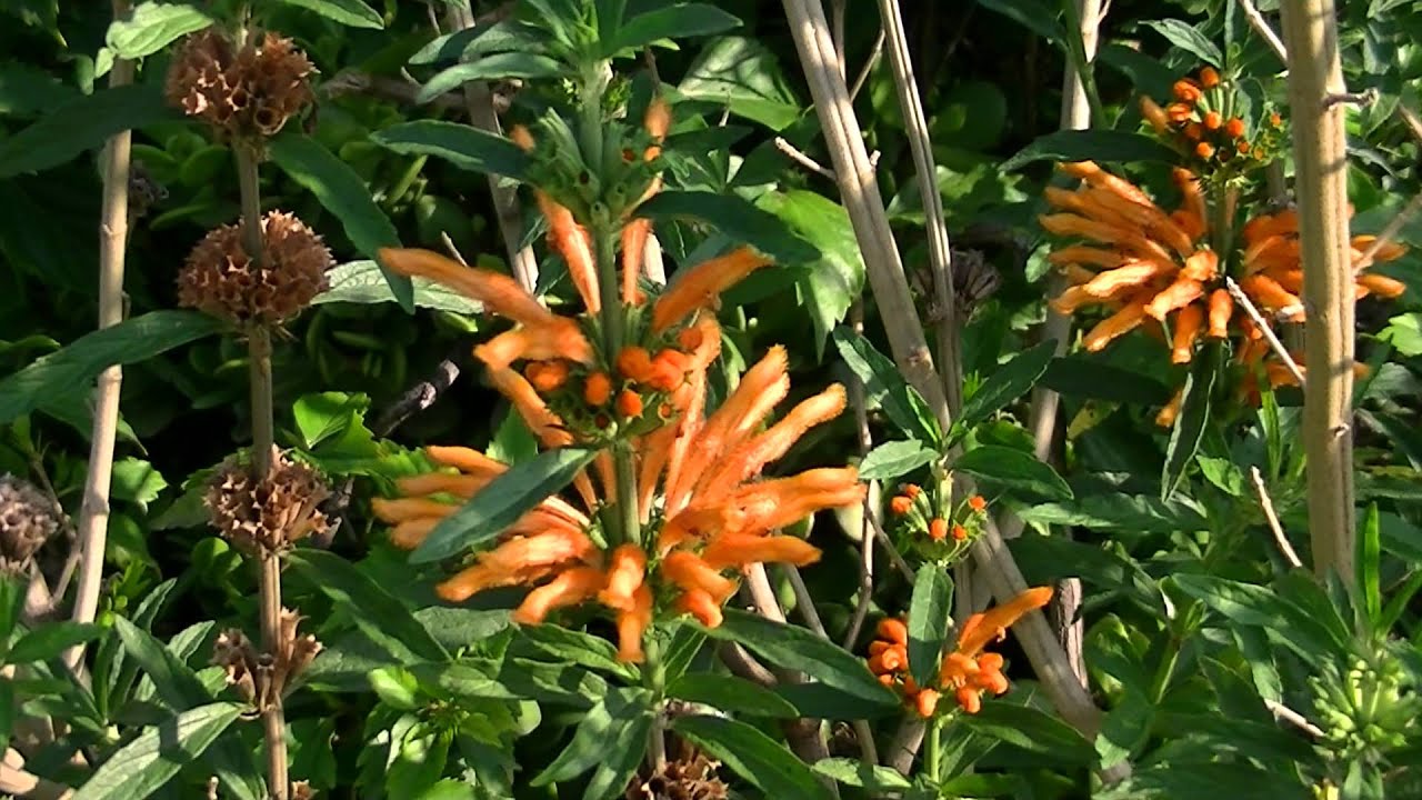 OREJA DE LEÓN: Leonotis leonurus (www.riomoros.com) - YouTube