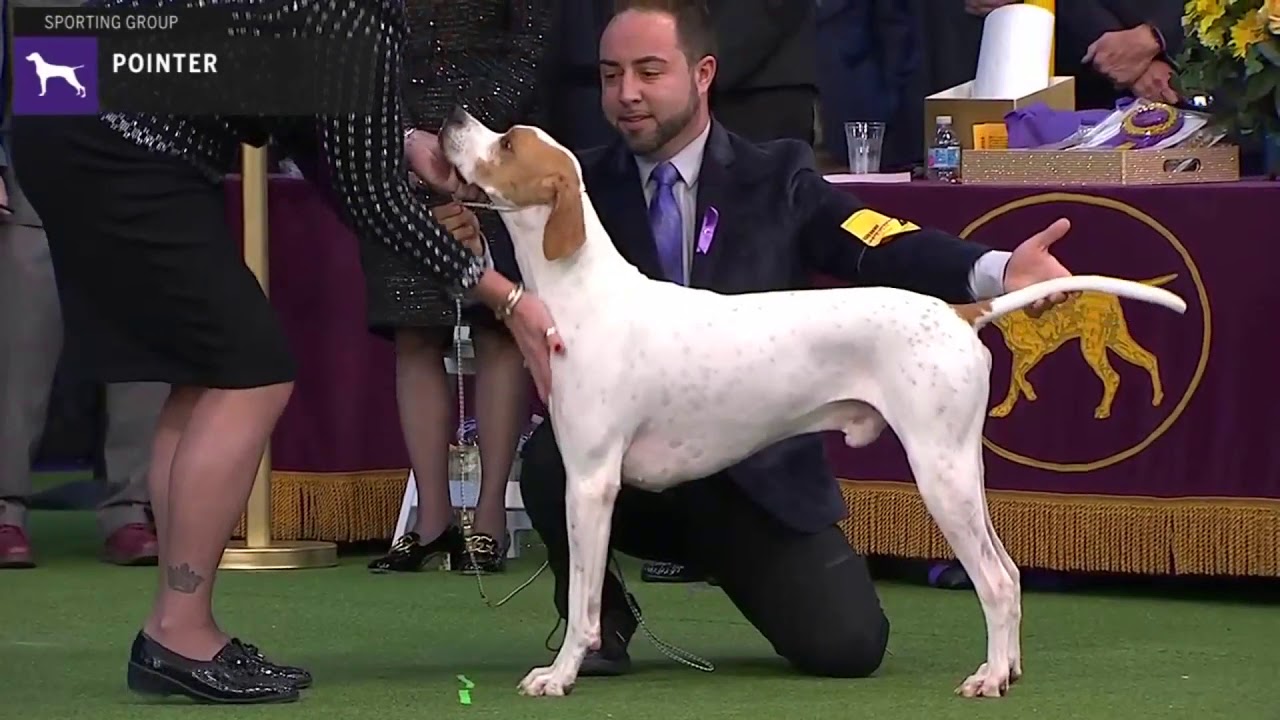 Pointers Breed Judging 2020 - YouTube