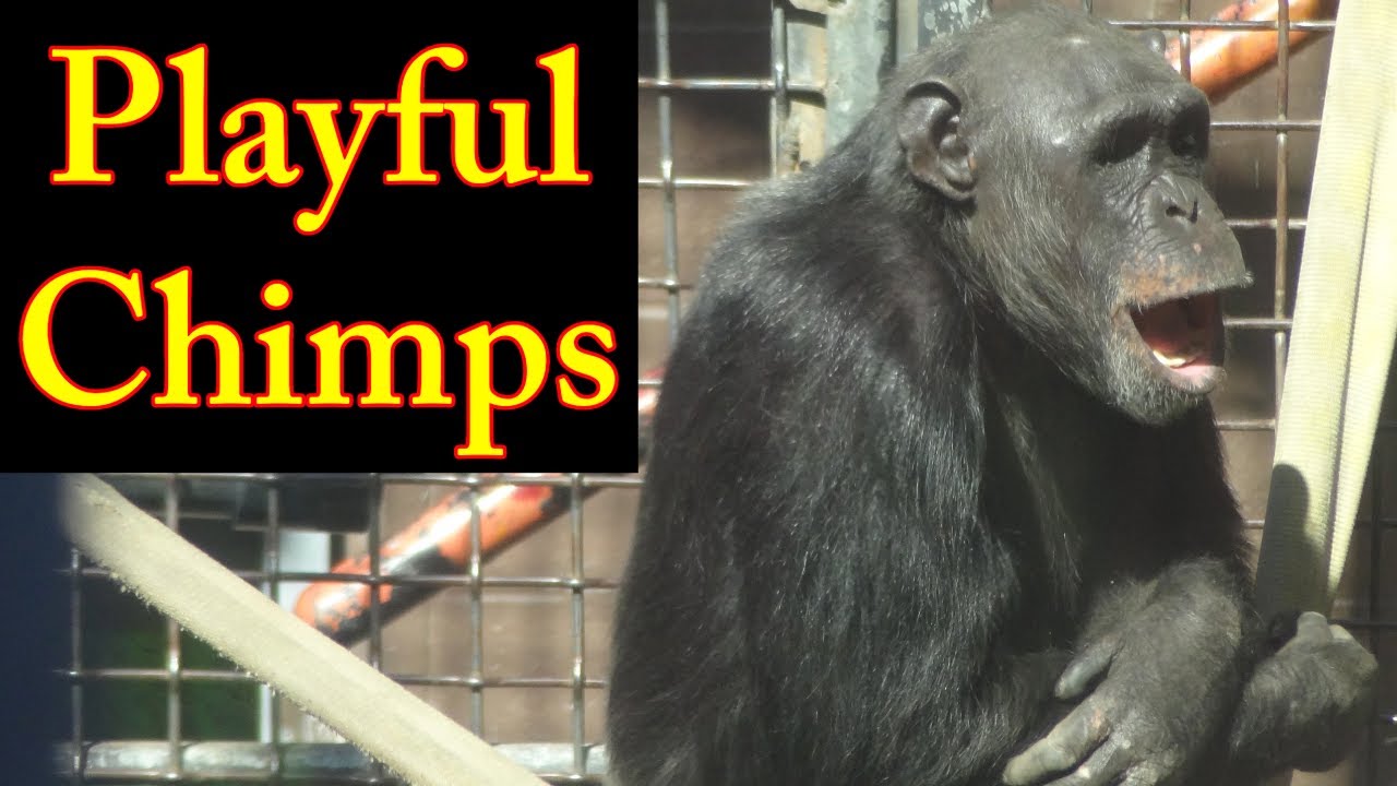 Chimp Cleans Fur of Fellow Chimp | Chimp Pulls Leg of Another ...