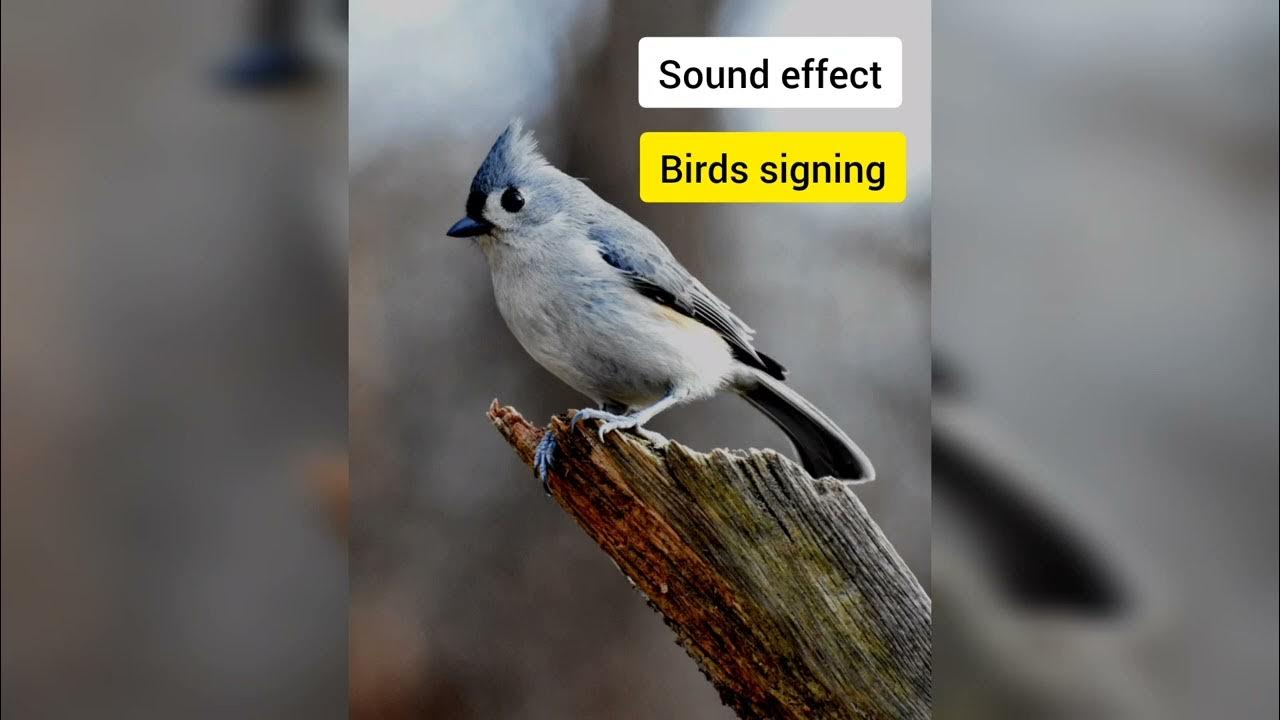 "Chirping Symphony: Transforming Bird Sounds with Audio Effects"( Sound effect: Natural ) - YouTube