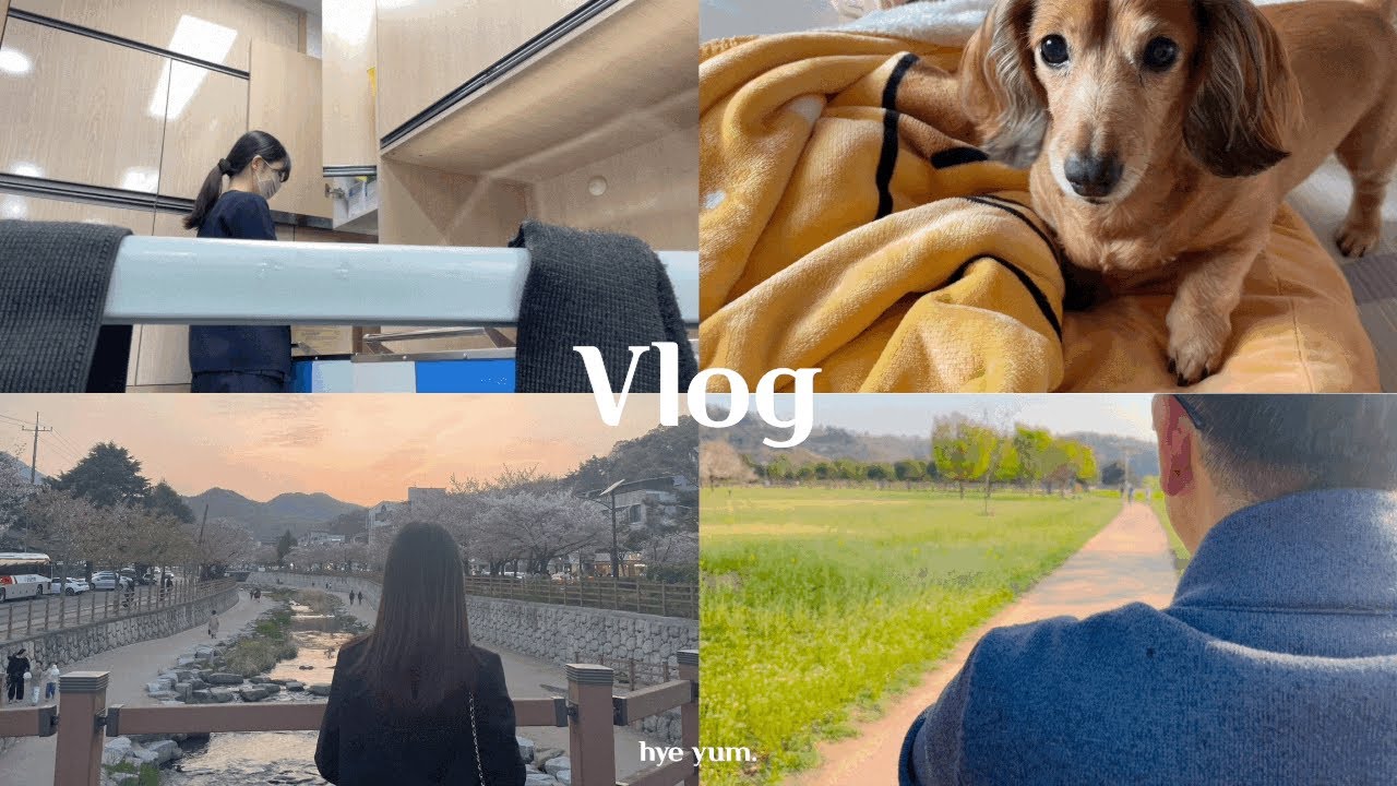 Vlog 첫 월차 제대로 즐기는 직장인브이로그 💨 물리치료사 일상브이로그 3주만에 본가🏠집밥 🍴 벚꽃구경 실패