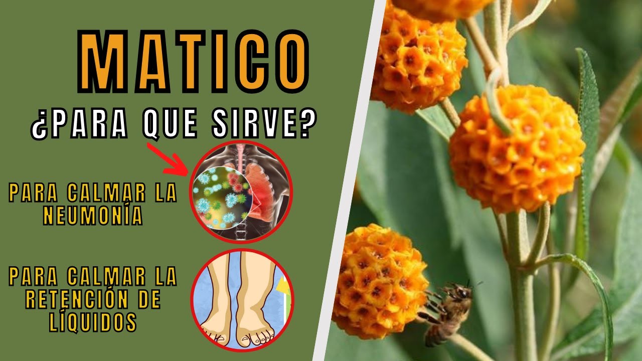 Matico (Hierba del soldado): Conoce todas sus propiedades, beneficios y ...