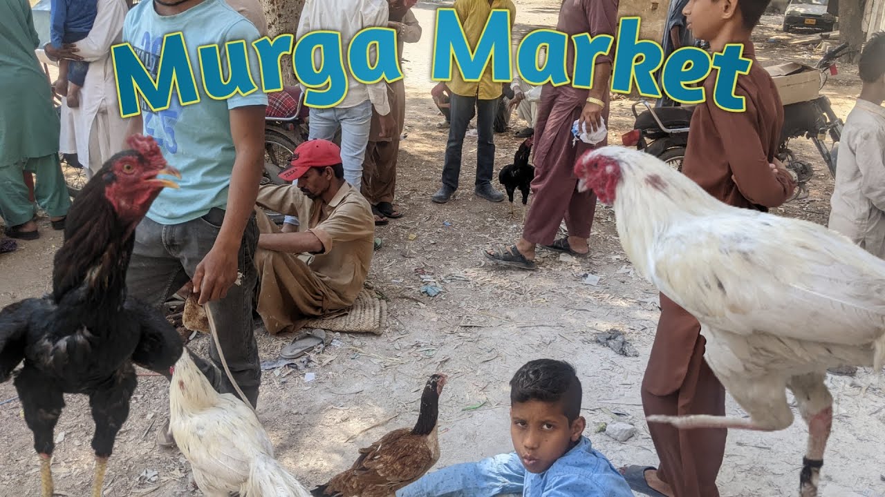 Murga Market in hyderabad birds market | panhwar bird lover - YouTube