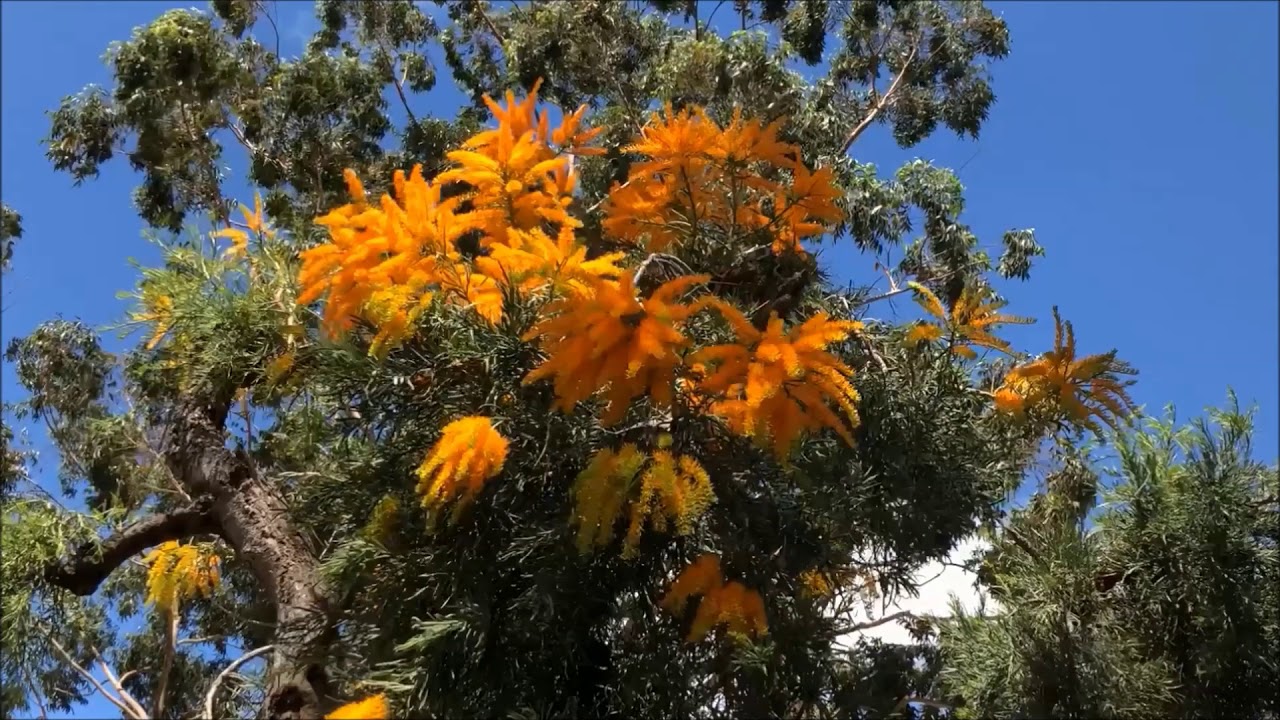 Australian Christmas Tree - YouTube