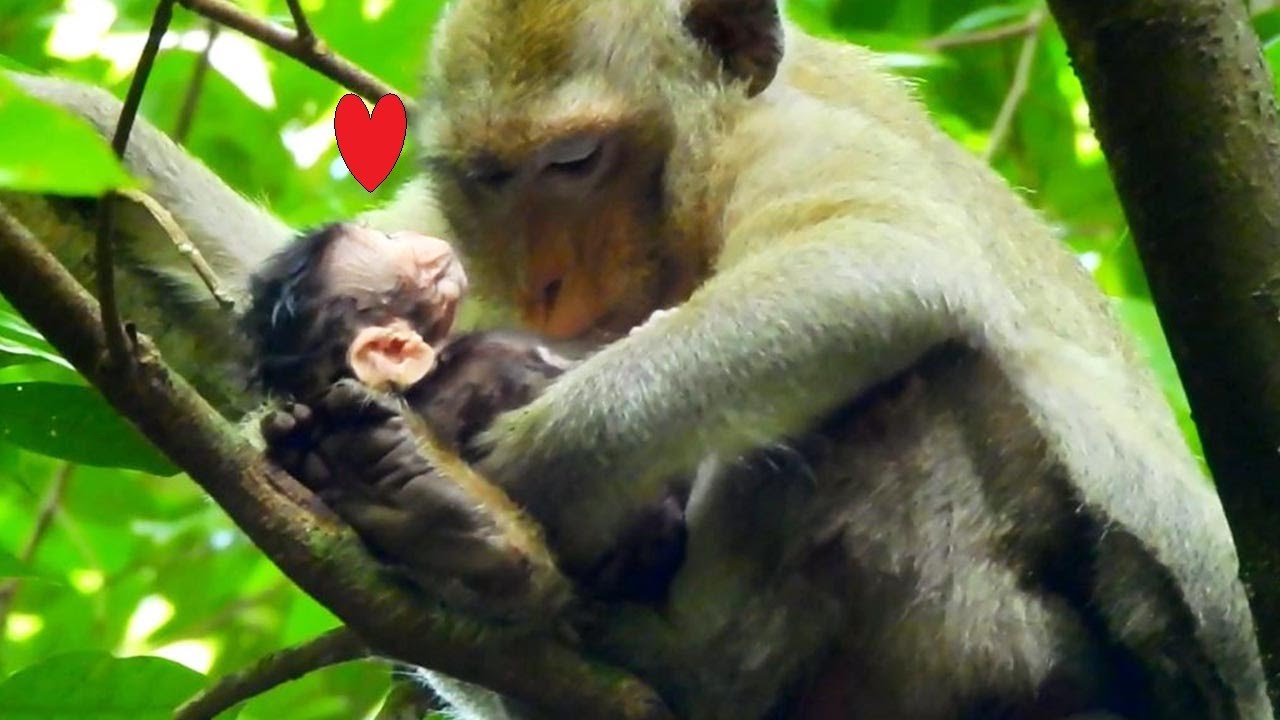 Welcome to New Baby Monkey, So Cute Baby ,Name is Moonpie. - YouTube