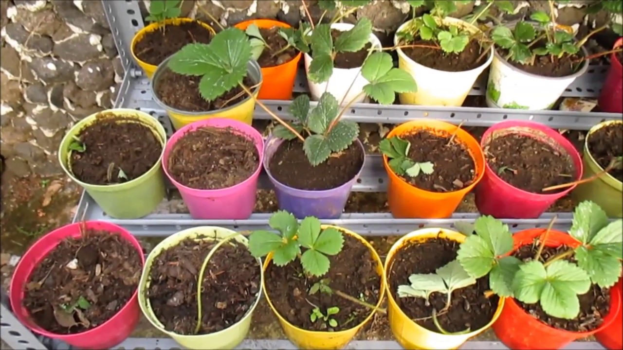 COME COLTIVARE LE FRAGOLE - YouTube