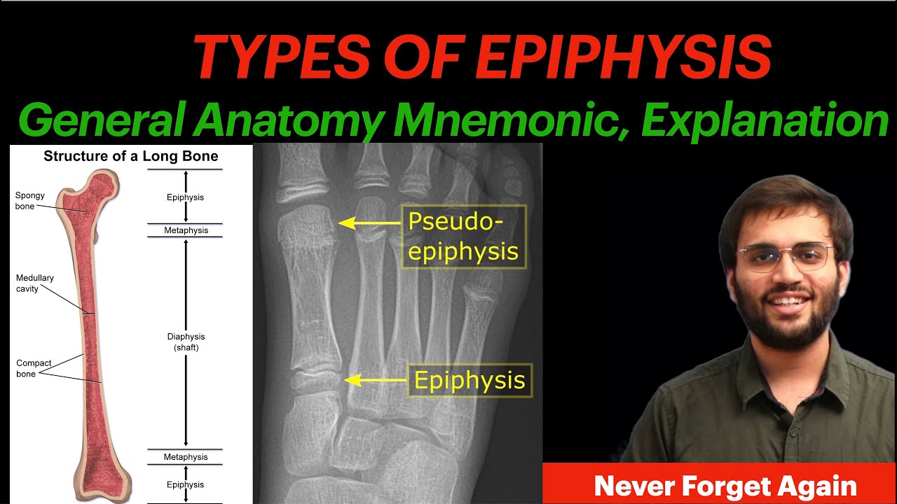 General Anatomy Types Of Epiphysis Mnemonic Explanation Anatomy General Anatomy Types Of Epiphysis Mnemonic Explanation Anatomy