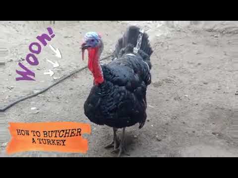 How To Butcher A Turkey/Simple Way to Butcher A Turkey - YouTube