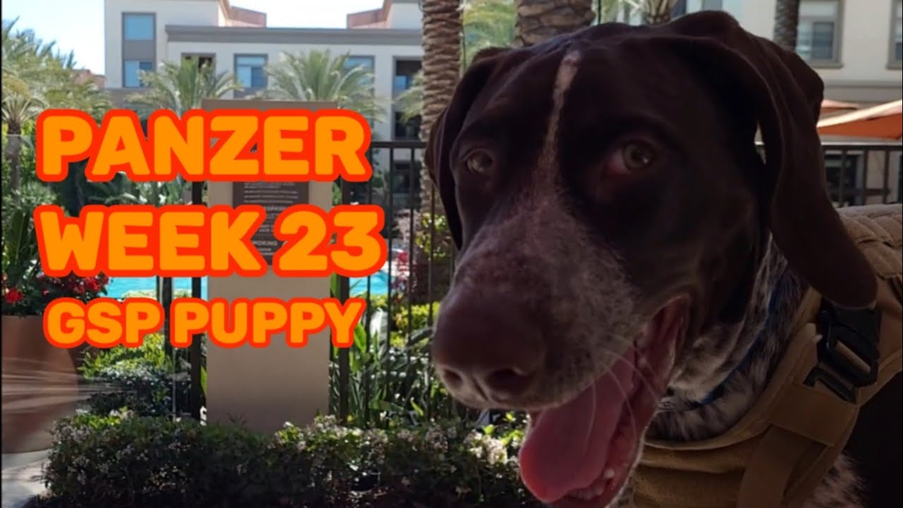 GSP puppy Panzer week 23 exploring the neighborhood - YouTube