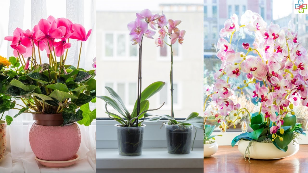 Awesome Indoor Windowsill Flower Garden Ideas - YouTube