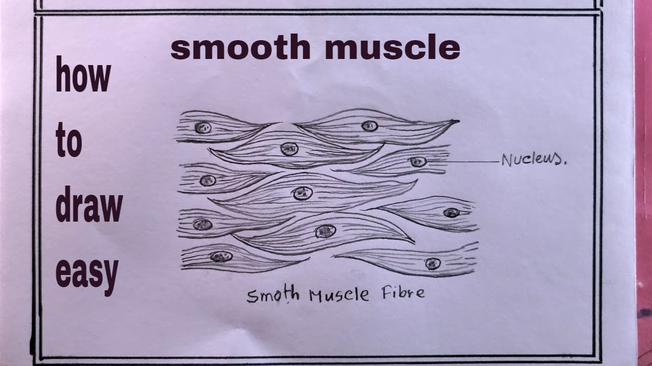How To Draw Smooth Muscle Diagram striated Muscle Diagram Drawing YouTube How To Draw Smooth Muscle Diagram striated Muscle Diagram Drawing YouTube