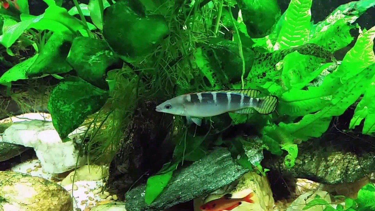 Dwarf Green Pike Cichlid (Female) - YouTube