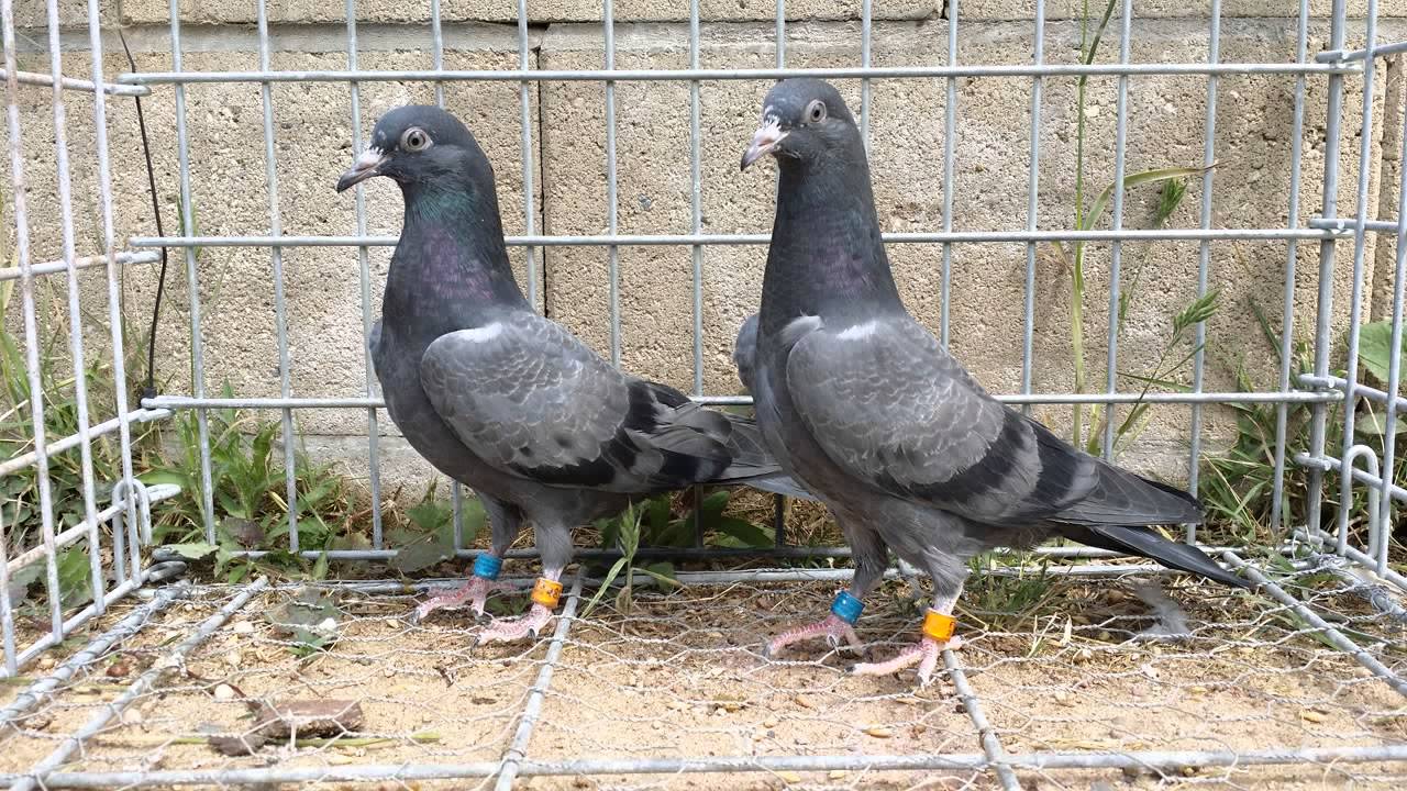 Pakistani pigeon - YouTube