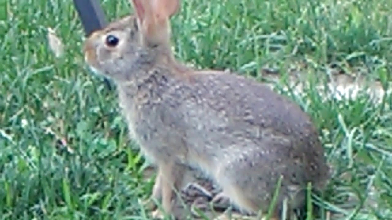 Strange animal behavior... - YouTube