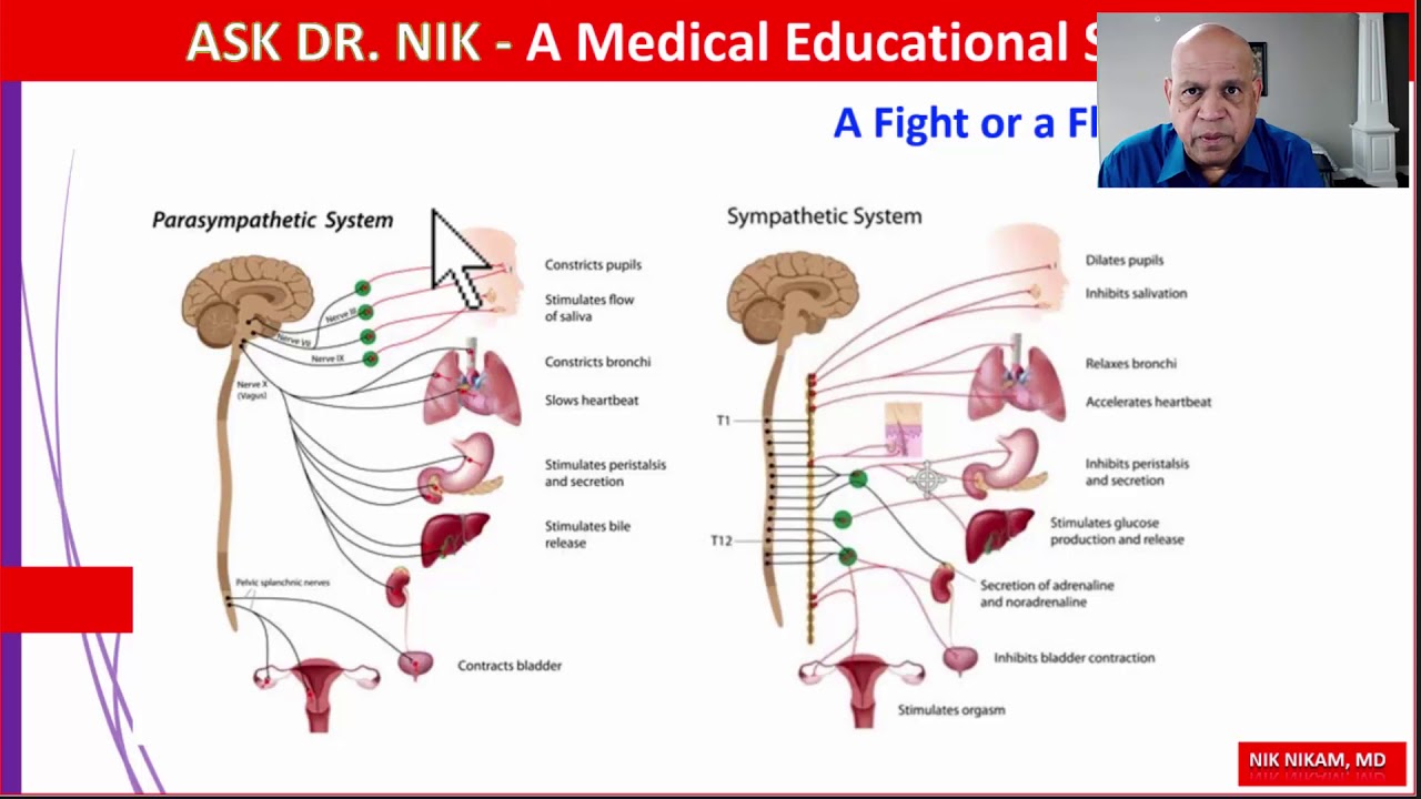 Fight Or A Flight Response By Nik Nikam Md Youtube
