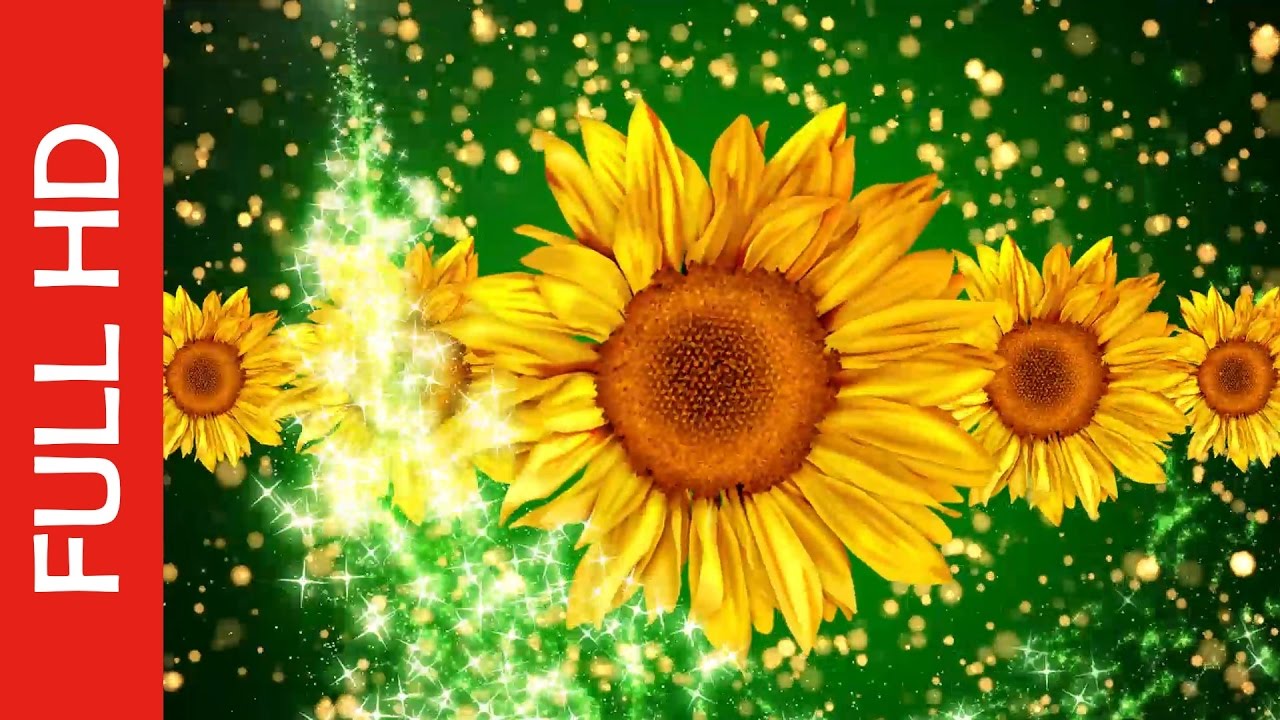 Free Wedding Motion Background Loop 1080p Full HD-Wedding Loops for ...