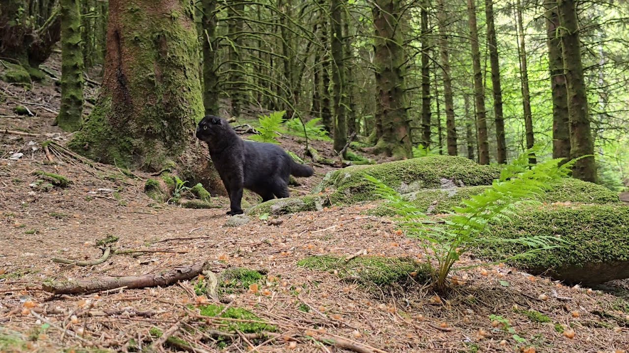 A Beautiful Forest Escape! 🐾😍 - YouTube