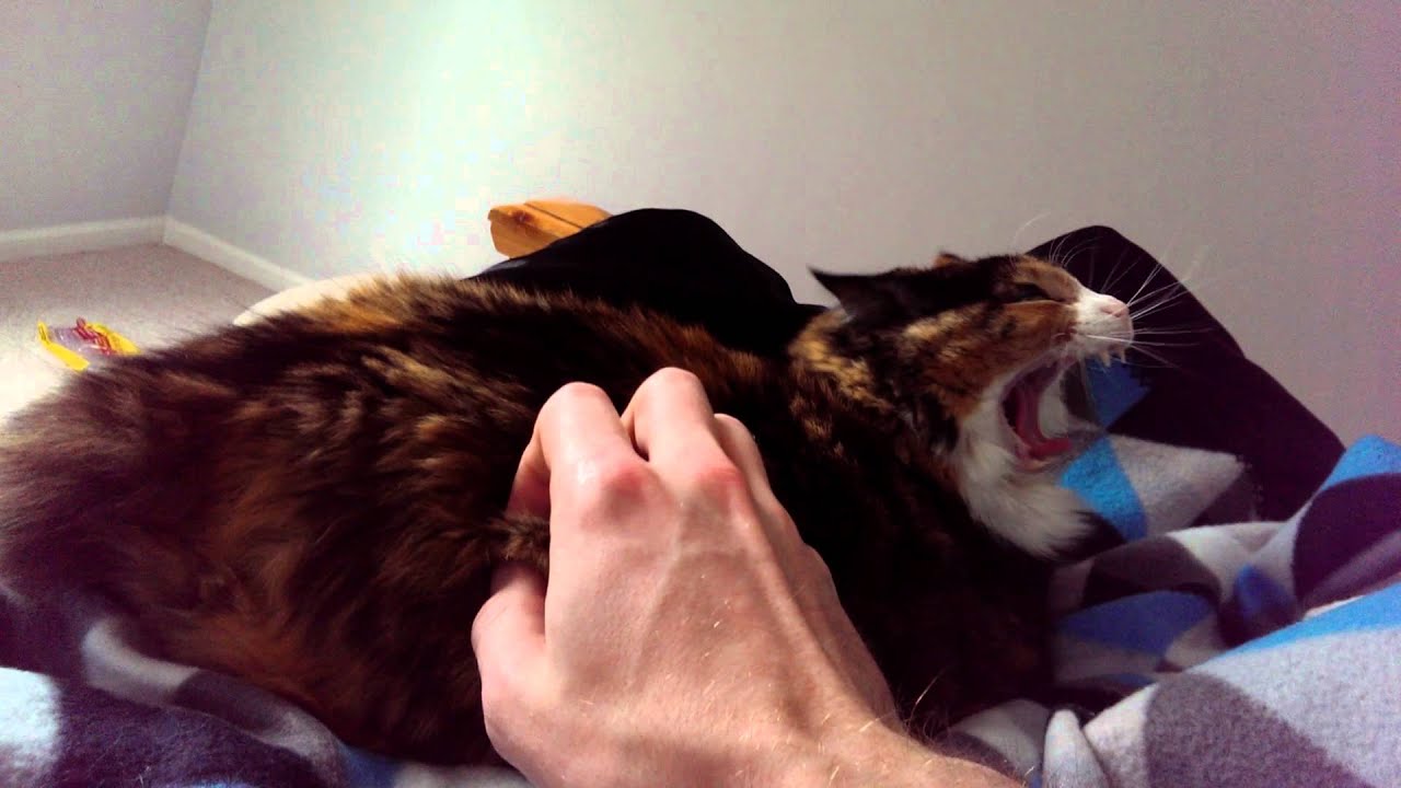 Pressed her Yawn button - YouTube