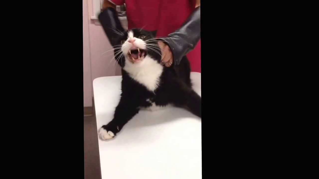 Not so funny pissed off cat goes on the attack @ the Vet's Office! # ...