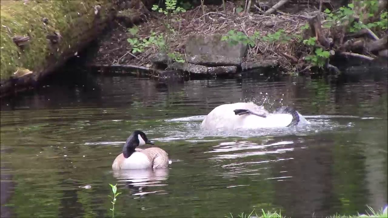 Canadian Geese flipping (Slow-mo) - YouTube