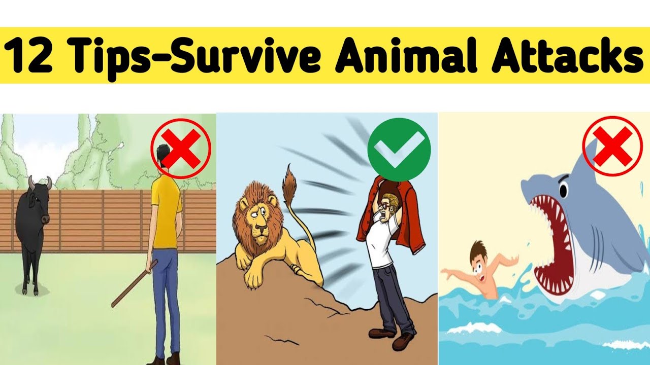 12 Tips How to Survive Animals Attacks | Wildlife Survival Guide - YouTube