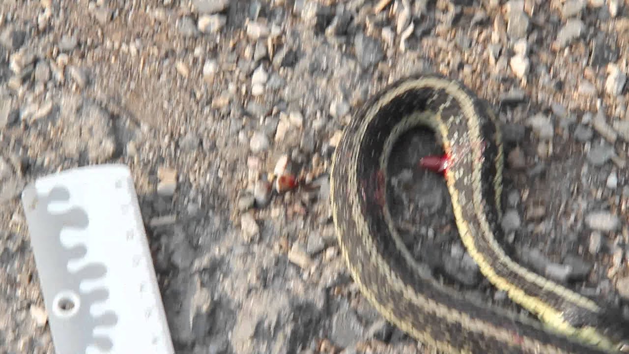 Garter snake dying after being run-over by a bike (HD) - YouTube
