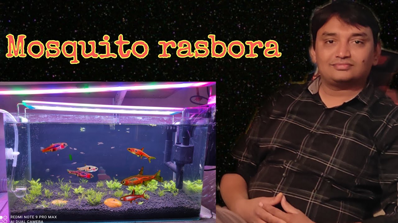 Chili Rasbora (Mosquito Rasbora) – Care, Feeding, Breeding Guide | Tiny ...