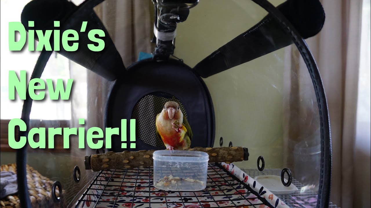 Dixie’s new bird carrier is awesome! - YouTube
