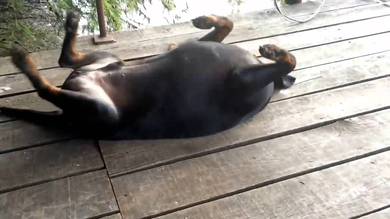 Raccoon VS Dogs - YouTube