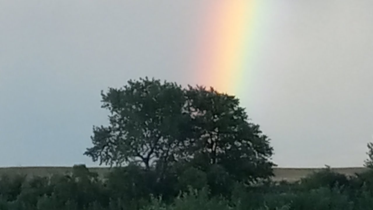 Look it's a Rainbow Tree~ UwU 🌳🌈 - YouTube