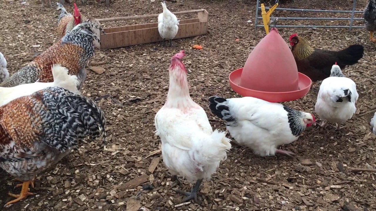 Protector Or Bloody Hens - Rooster? Yes or No? - YouTube