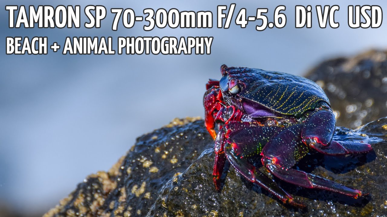 Nikon d5300 + Tamron SP 70-300mm f/4-5.6 Di VC USD (beach + animal ...