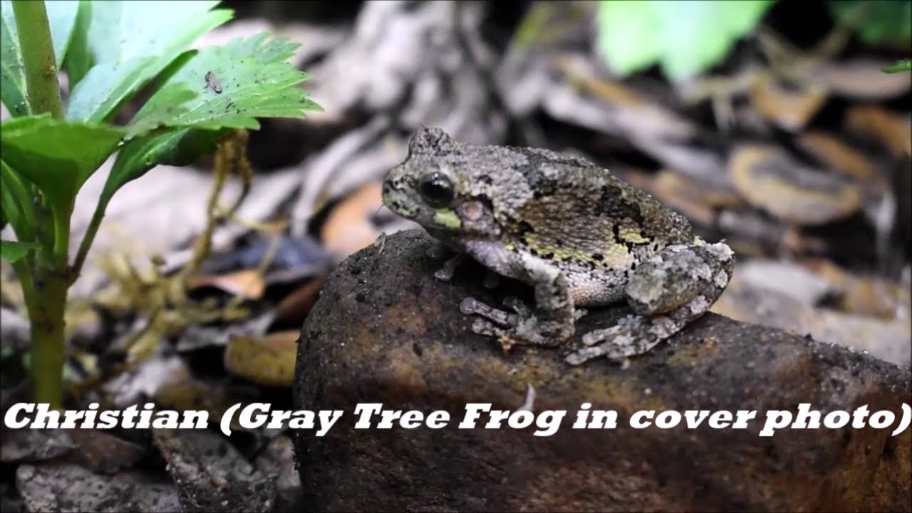 125 gallon american toads and gray tree frog enclosure - YouTube