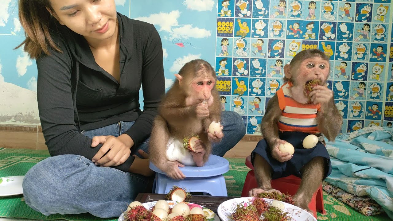 Mimi monkey who recovered his health started eating a lot of fruit ...