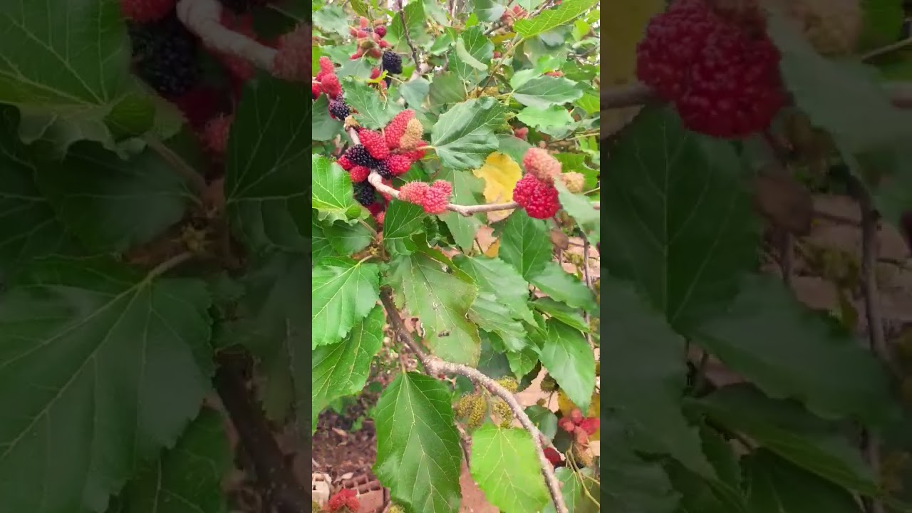 pé de amora gigante - YouTube