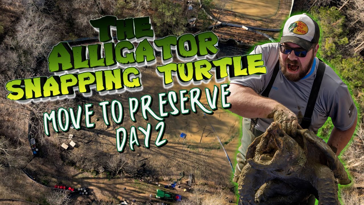 ALLIGATOR SNAPPING TURTLE | Preservation Project | Arkansas - YouTube