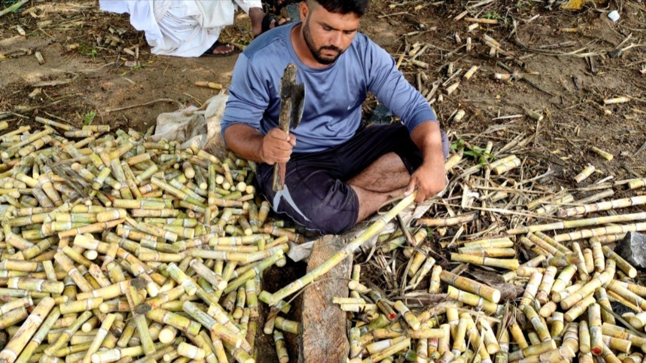 After rain work in sugarcane farm/farmindia vlogs/ prem dangar - YouTube