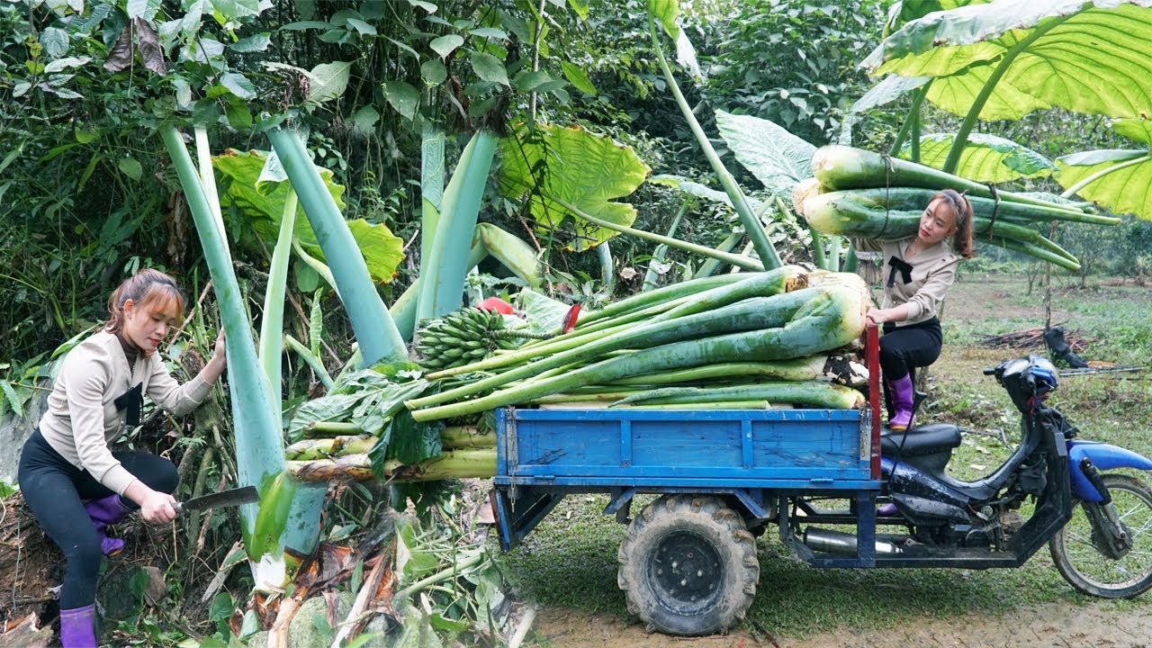 Planting Seedlings and Use 3-wheeled Vehicle Harvesting Banana, Taro ...