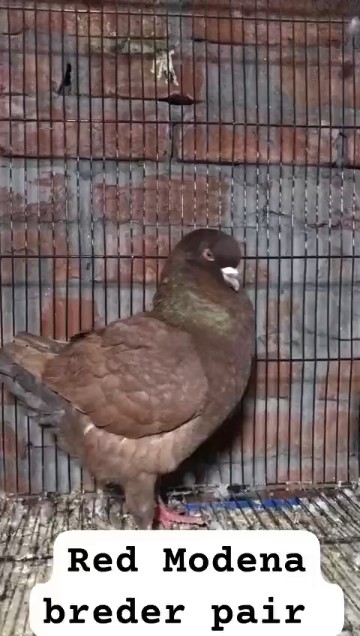 Gary pigeon pied puegun #pigeon #kabutar - YouTube