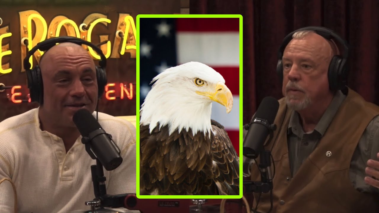 Joe Rogan - How Will Harris stopped BALD EAGLES from KILLING his ...