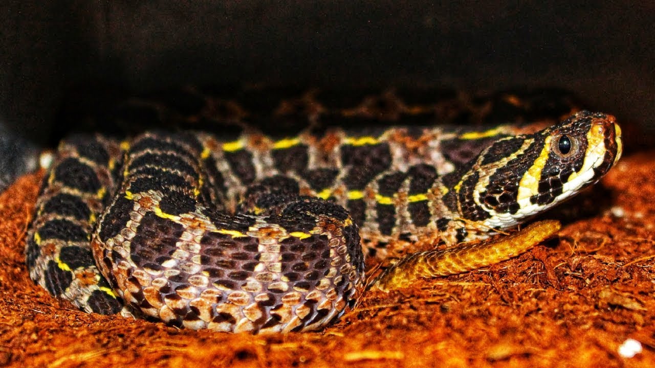 (Rare) Extremely Venomous African Viper. - YouTube
