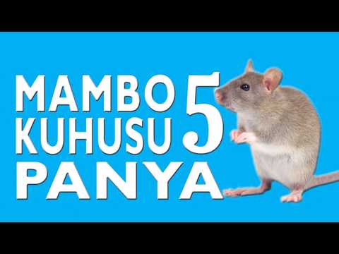 FAHAMU MAMBO 5 KUHUSU PANYA