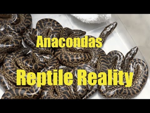 Reptile Reality-Yellow Anaconda Babies - YouTube
