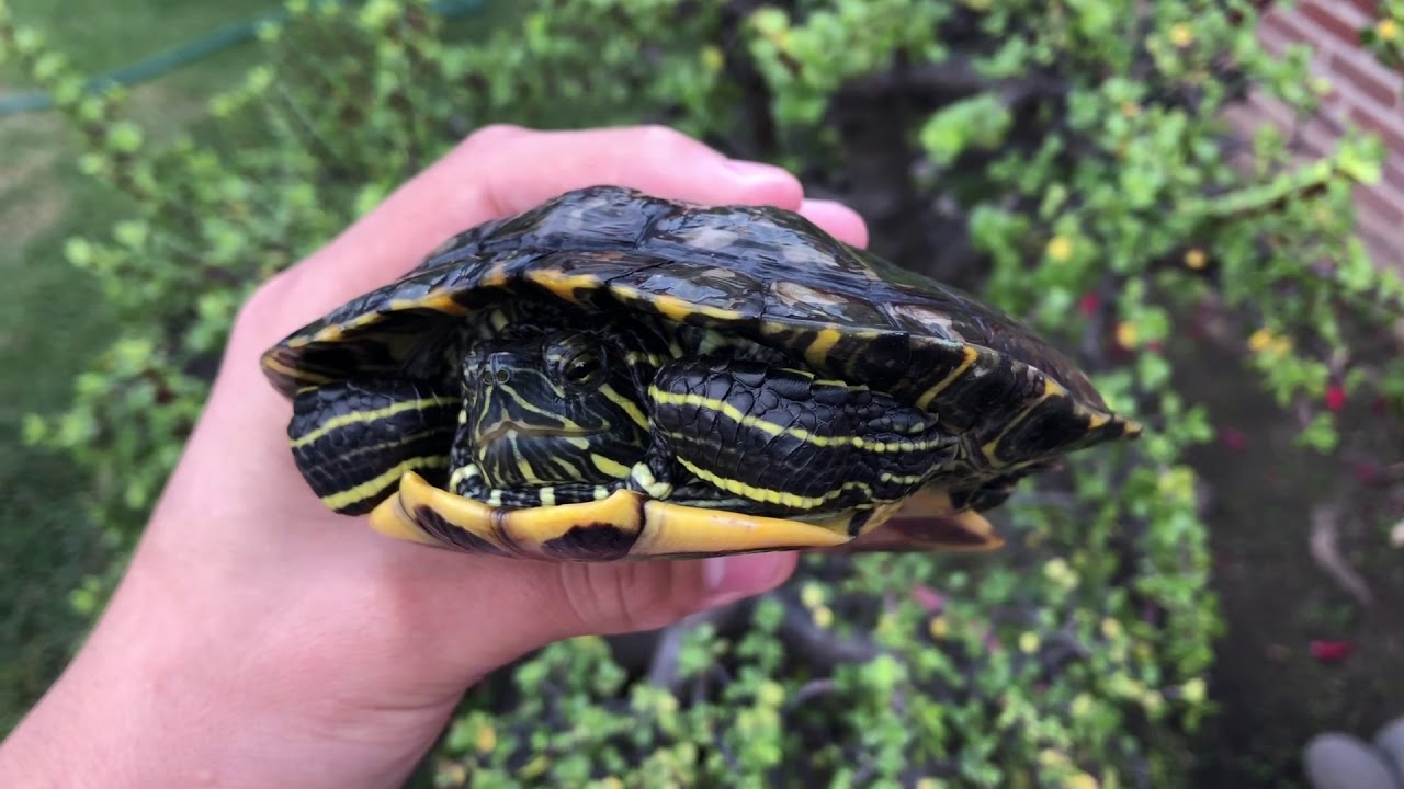 Cuidados de Tortuga Japonesa ~ Orejas Rojas - Trachemys Scripta Elegans ...