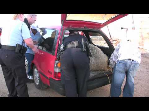 Sheep hog-tied in a car - YouTube