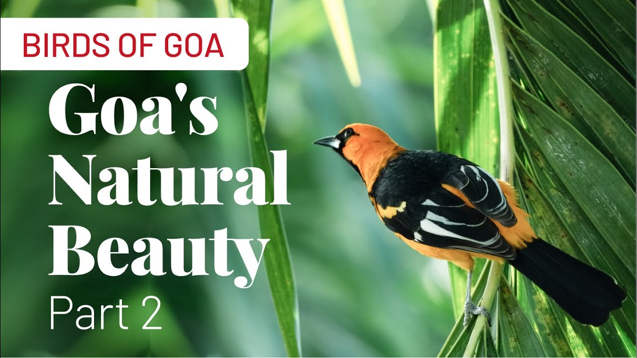 Goa's natural beauty - #part2 , Birds of Goa - YouTube