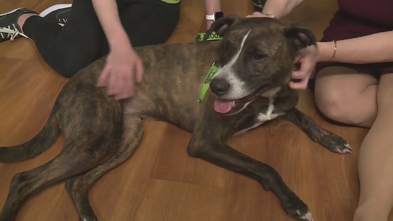 Pet of the Week: Lex the Dog - YouTube